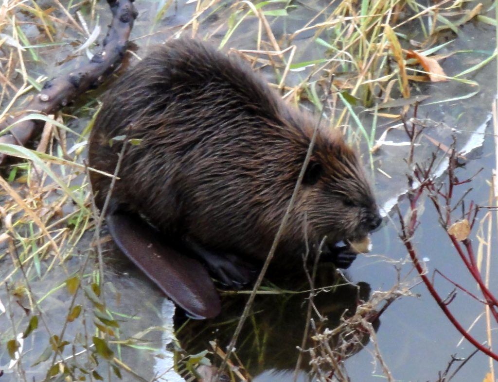 beaver-ice - Holly on the Lake