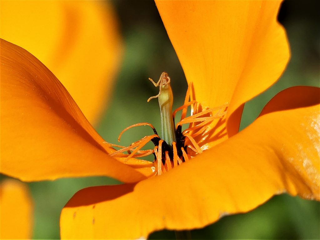 P2240356 (2) poppy dancer - Holly on the Lake