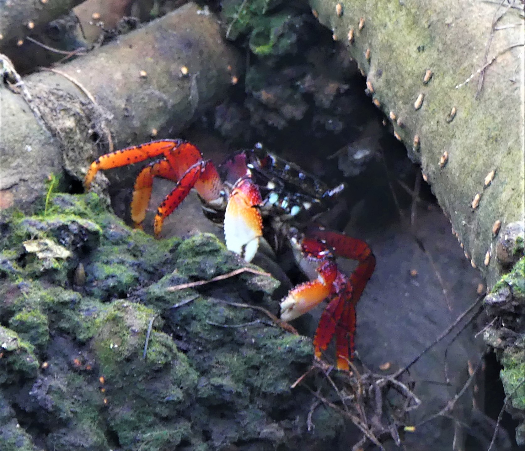 P2420291 2 Mangrove Tree Crab Holly On The Lake