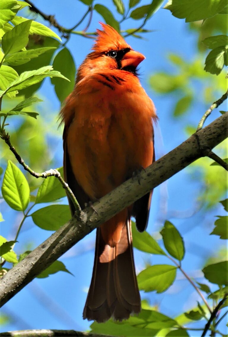 Holly on the Lake - The joyfully green and frugally rich life of Holly ...